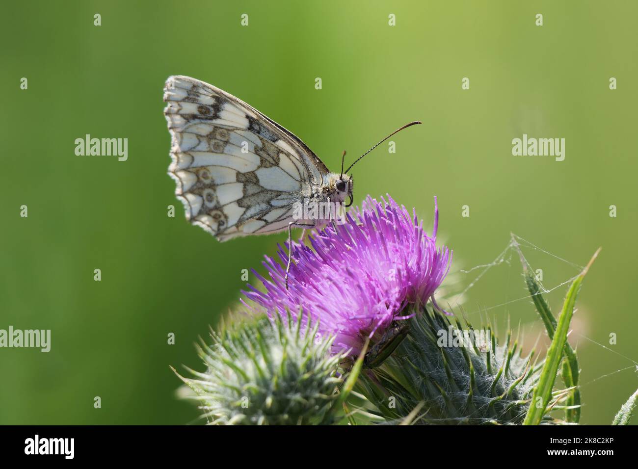 Marbled White Butterfly Melanargia galathea Stock Photo - Alamy