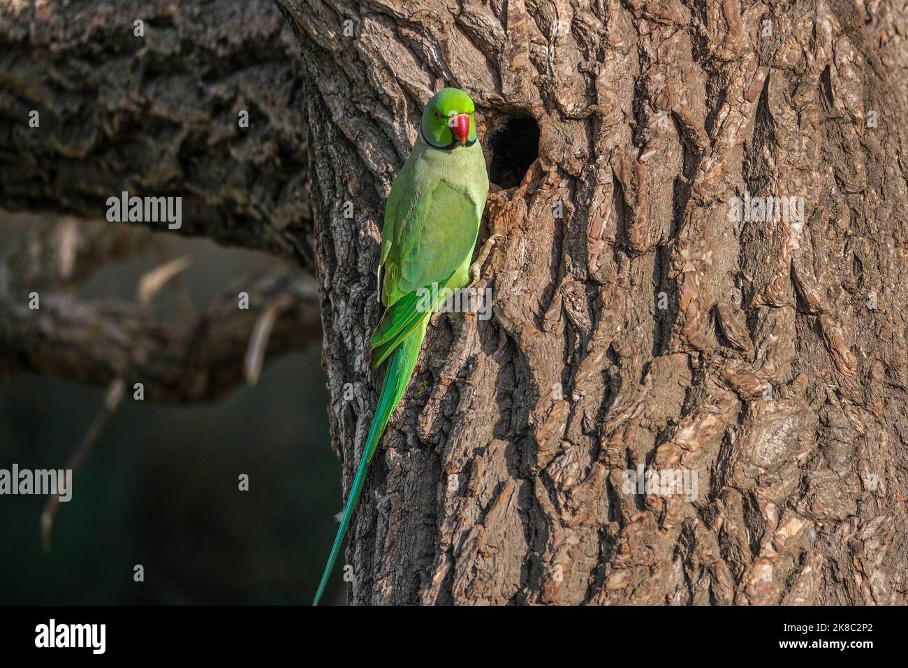 Ring necked parakeet nest hi-res stock photography and images - Alamy