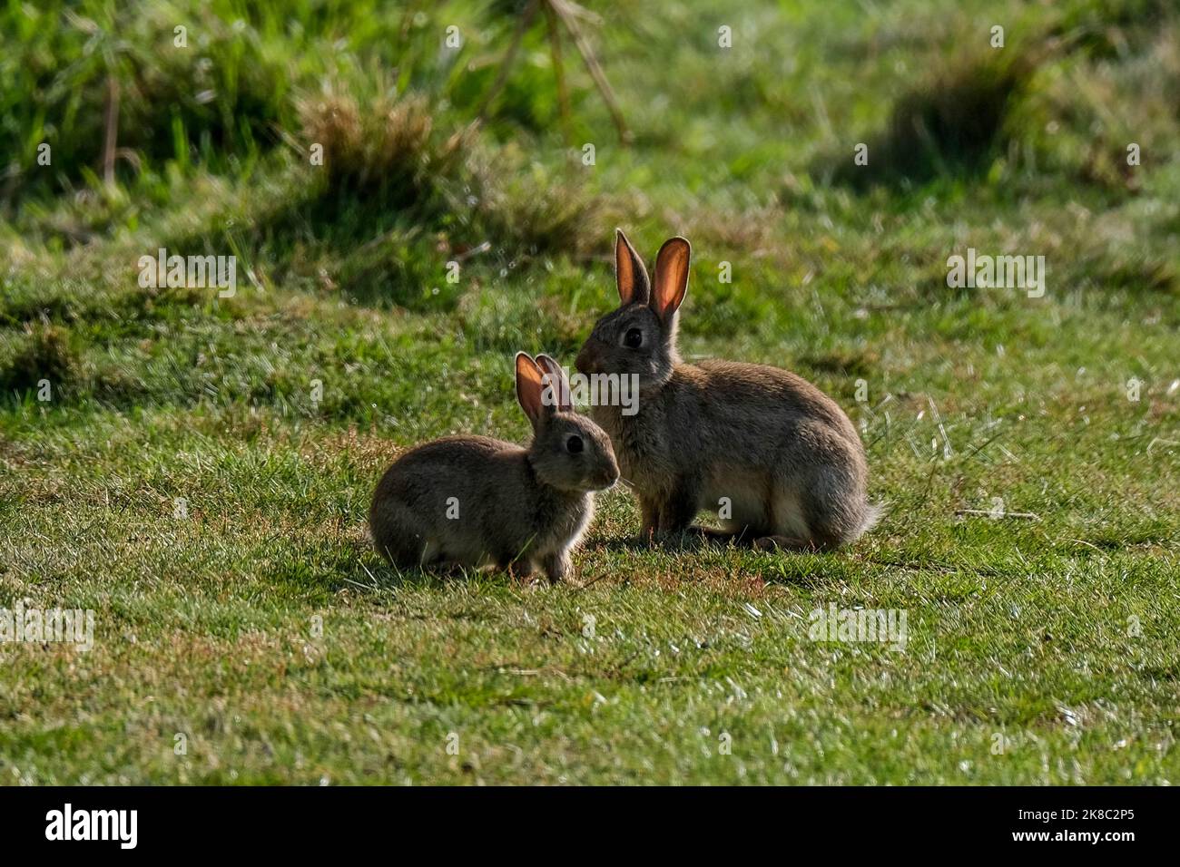 European Rabbit Oryctolagus cuniculus Stock Photo - Alamy