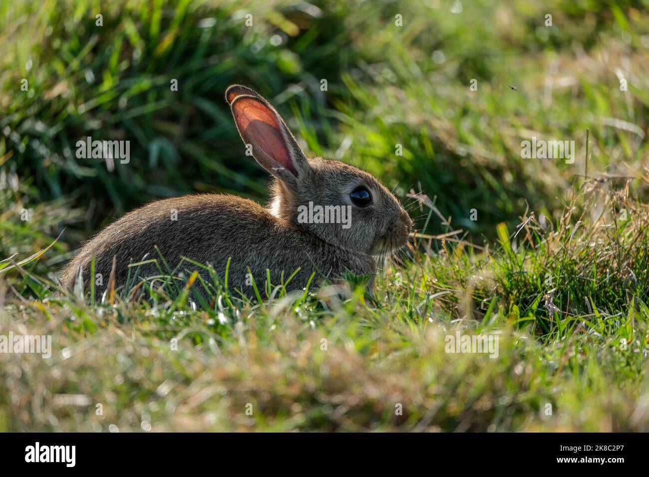 European Rabbit Oryctolagus cuniculus Stock Photo - Alamy
