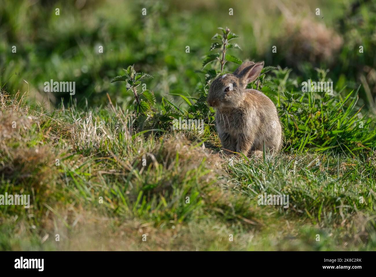 Cottontail rabbits bunnies hi-res stock photography and images - Alamy
