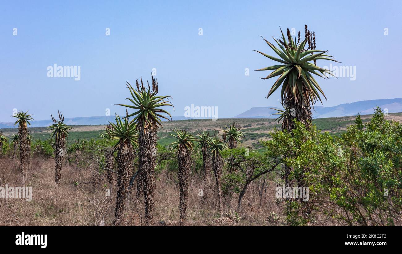 Aloe Plants tallspecies protected in wildlife wilderness growing in ...