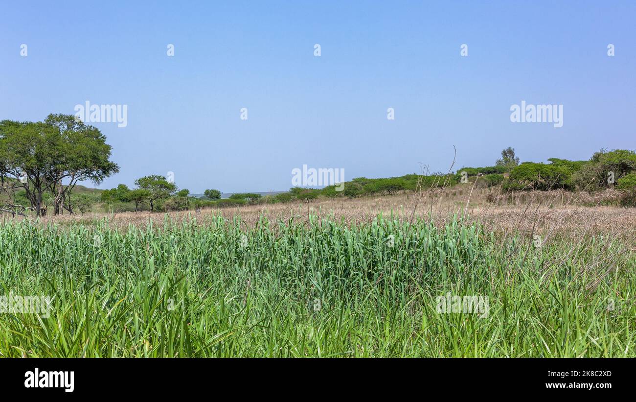 Wetland vegetation long reeds grass trees in wildlife wilderness summer ...