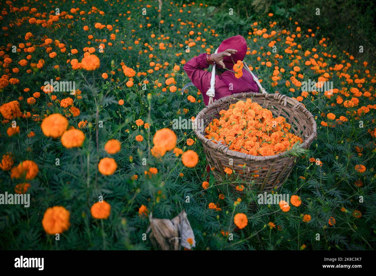 Kathmandu, Nepal. 22nd Oct, 2022. Woman carries a basket filled with ...