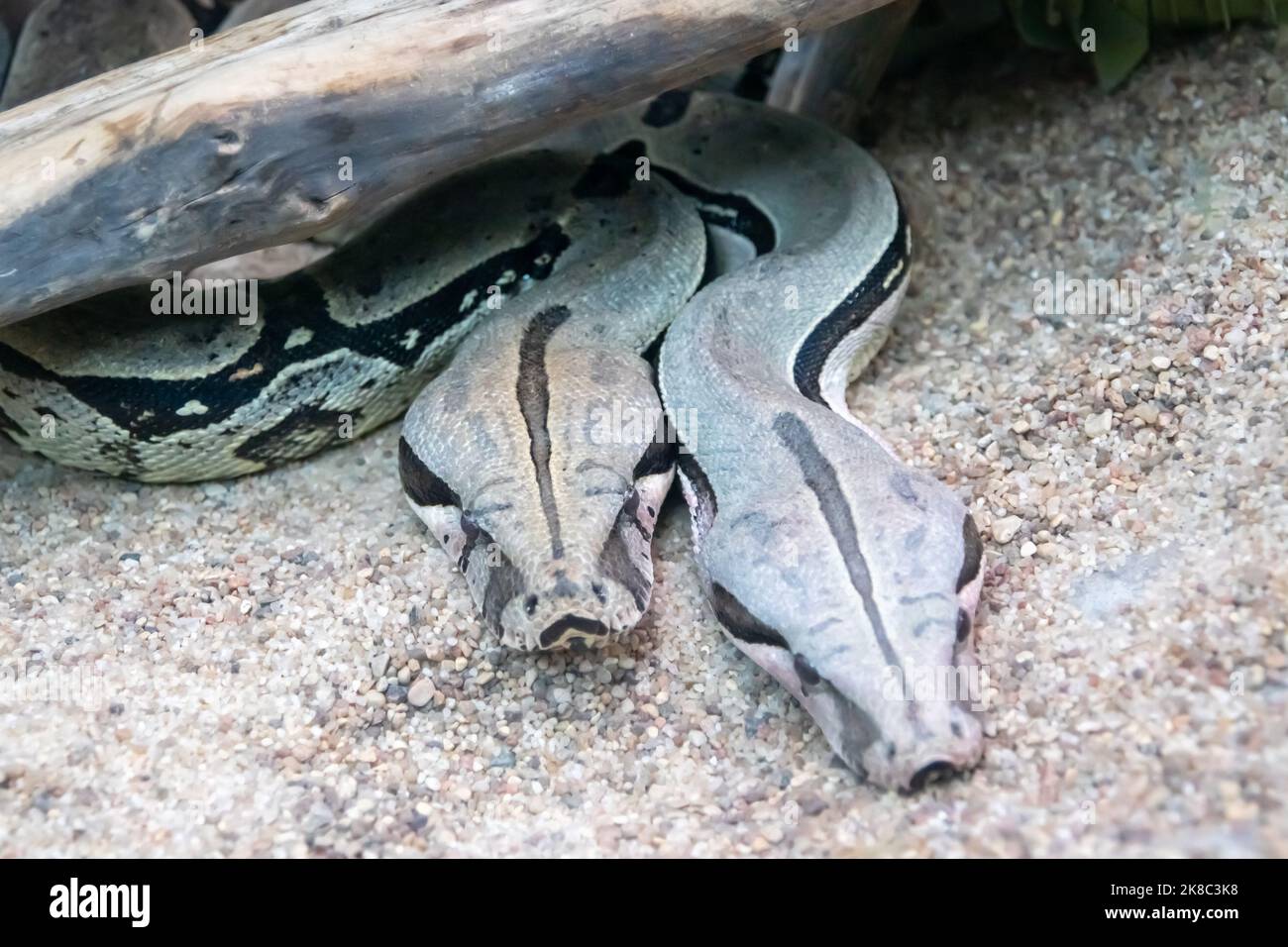 Skin two rubber ball hi-res stock photography and images - Alamy