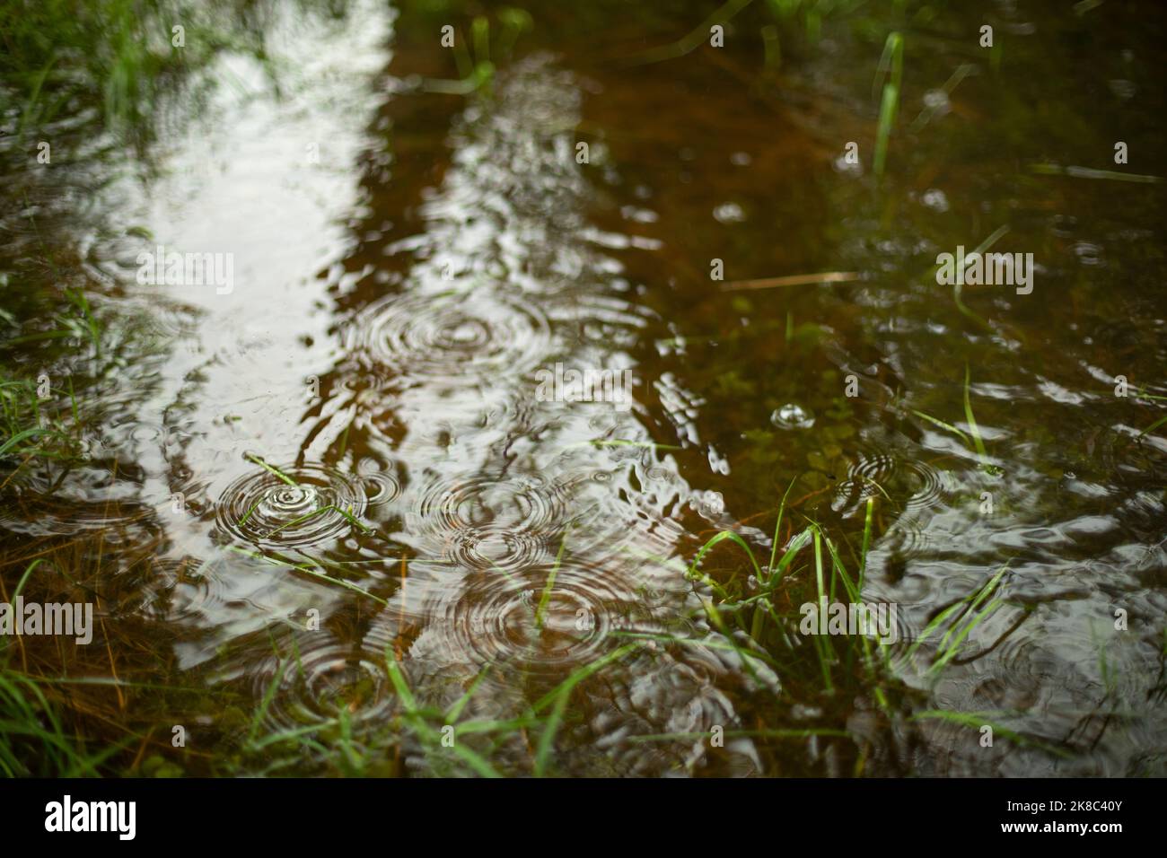 Water in spring. Puddle in park. Details of nature. Texture of water ...