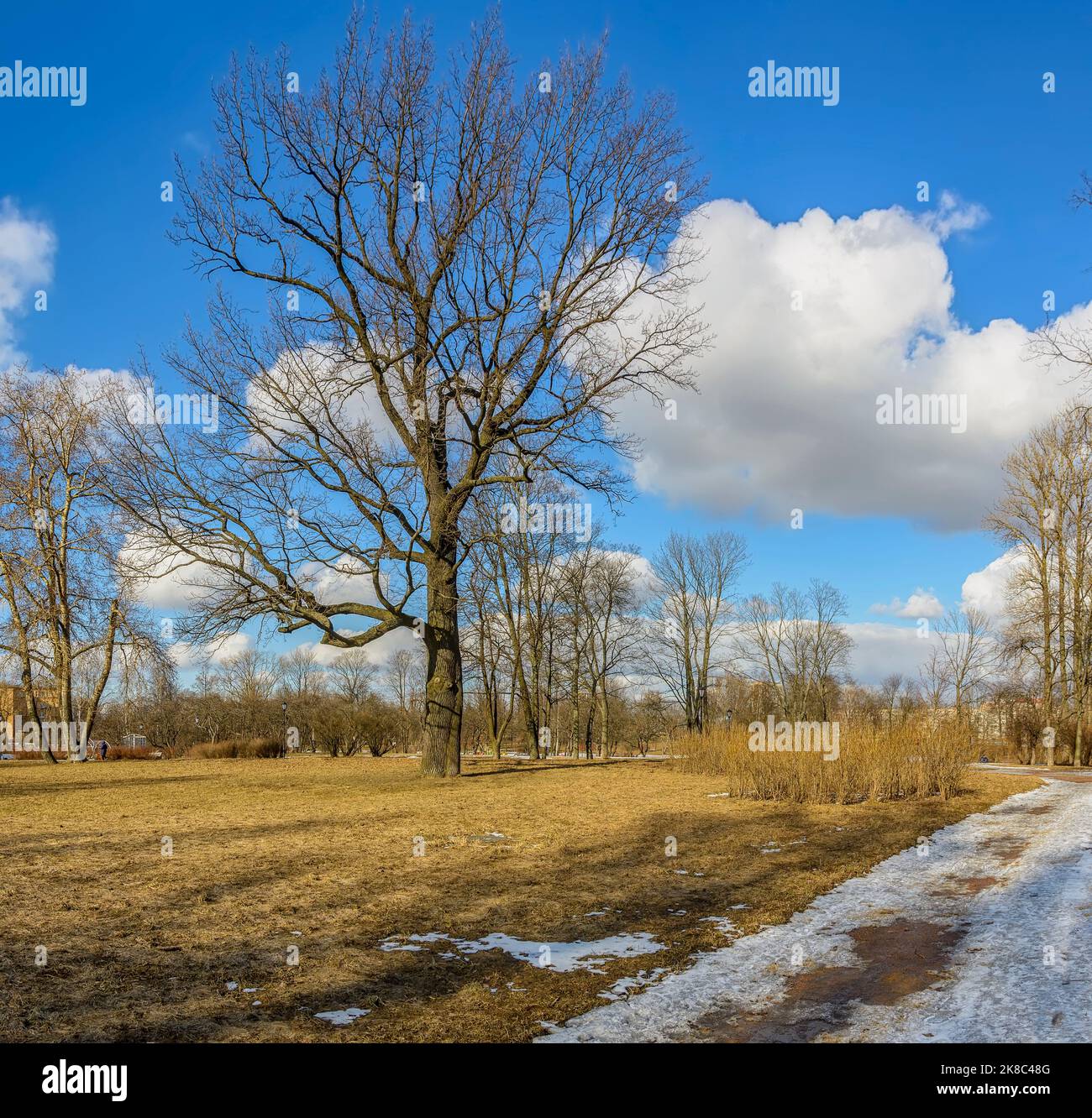 Old apple orchard in Kurakina Dacha park in St. Petersburg in early ...
