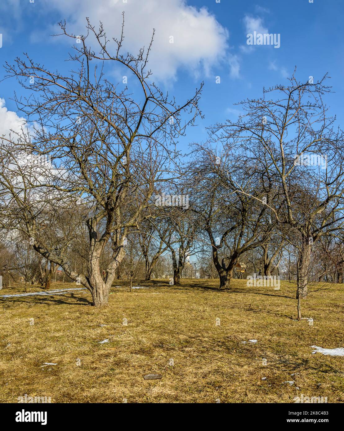 Old apple orchard in Kurakina Dacha park in St. Petersburg in early ...