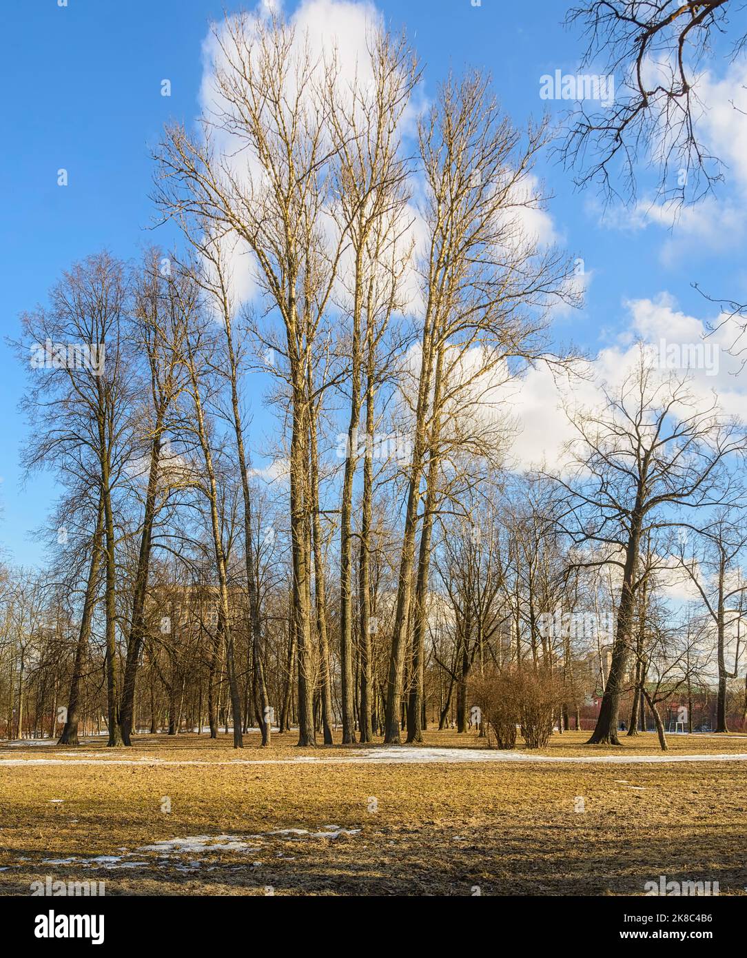 Old apple orchard in Kurakina Dacha park in St. Petersburg in early ...