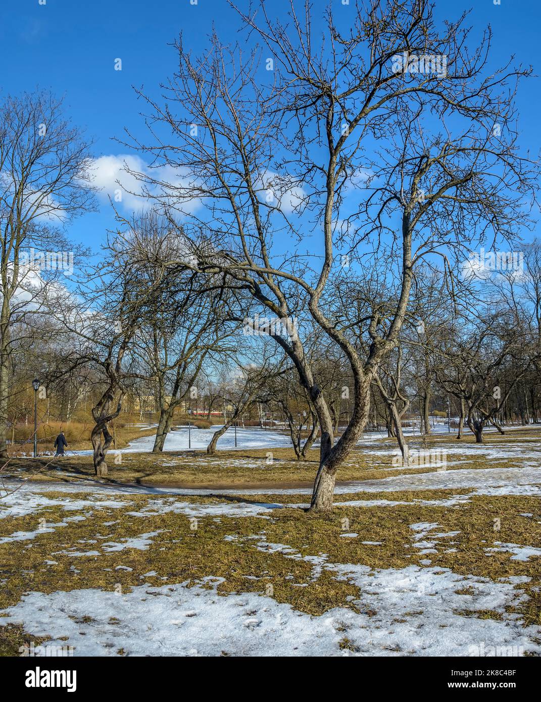 Old apple orchard in Kurakina Dacha park in St. Petersburg in early ...