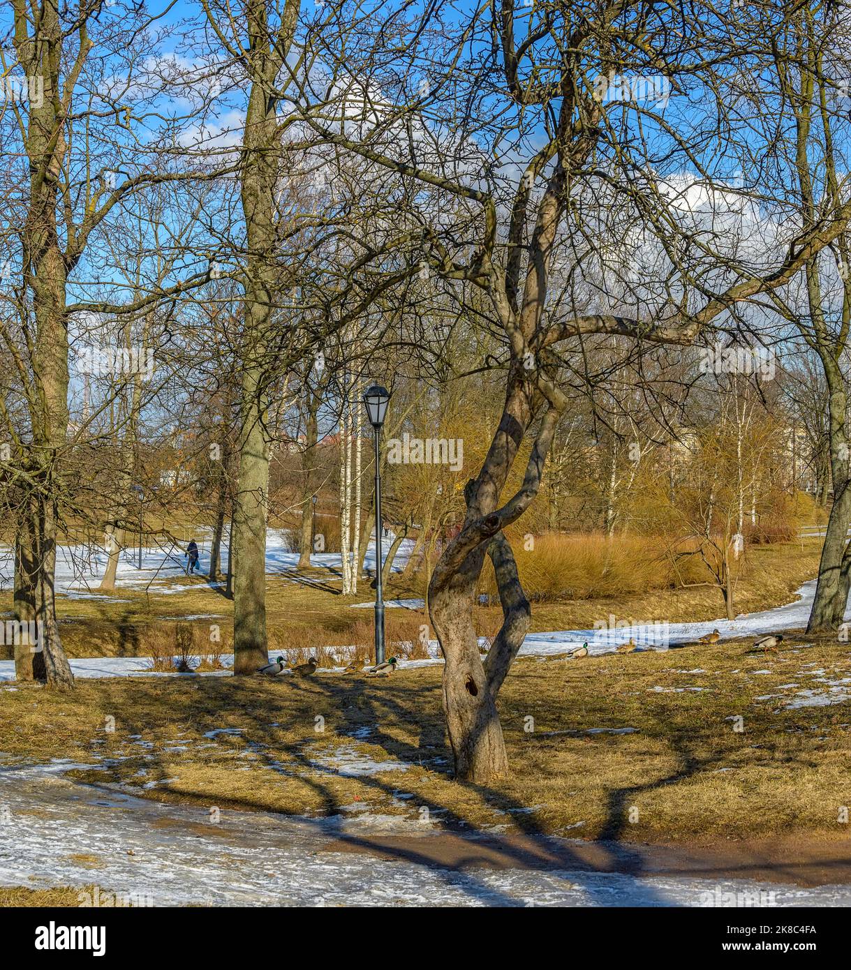 Old apple orchard in Kurakina Dacha park in St. Petersburg in early ...