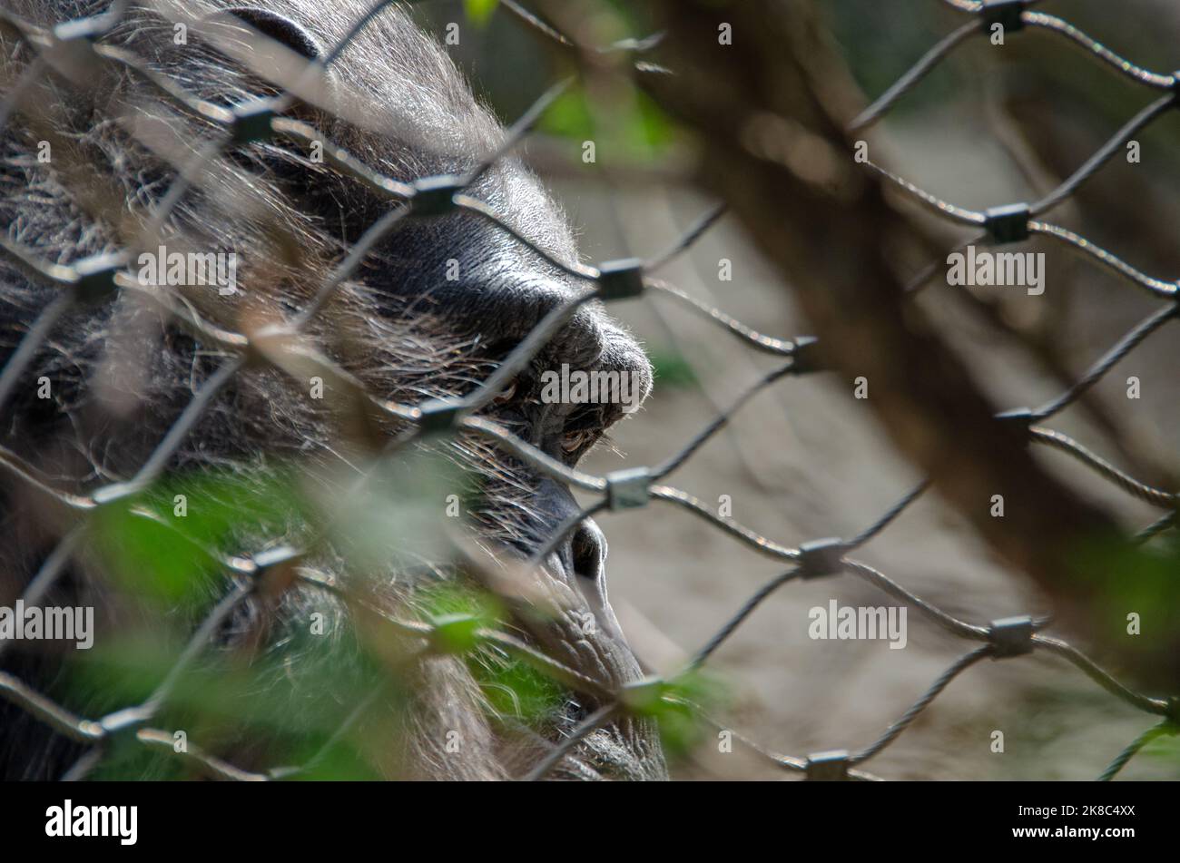 Chimp in the zoo but like in jail Stock Photo - Alamy