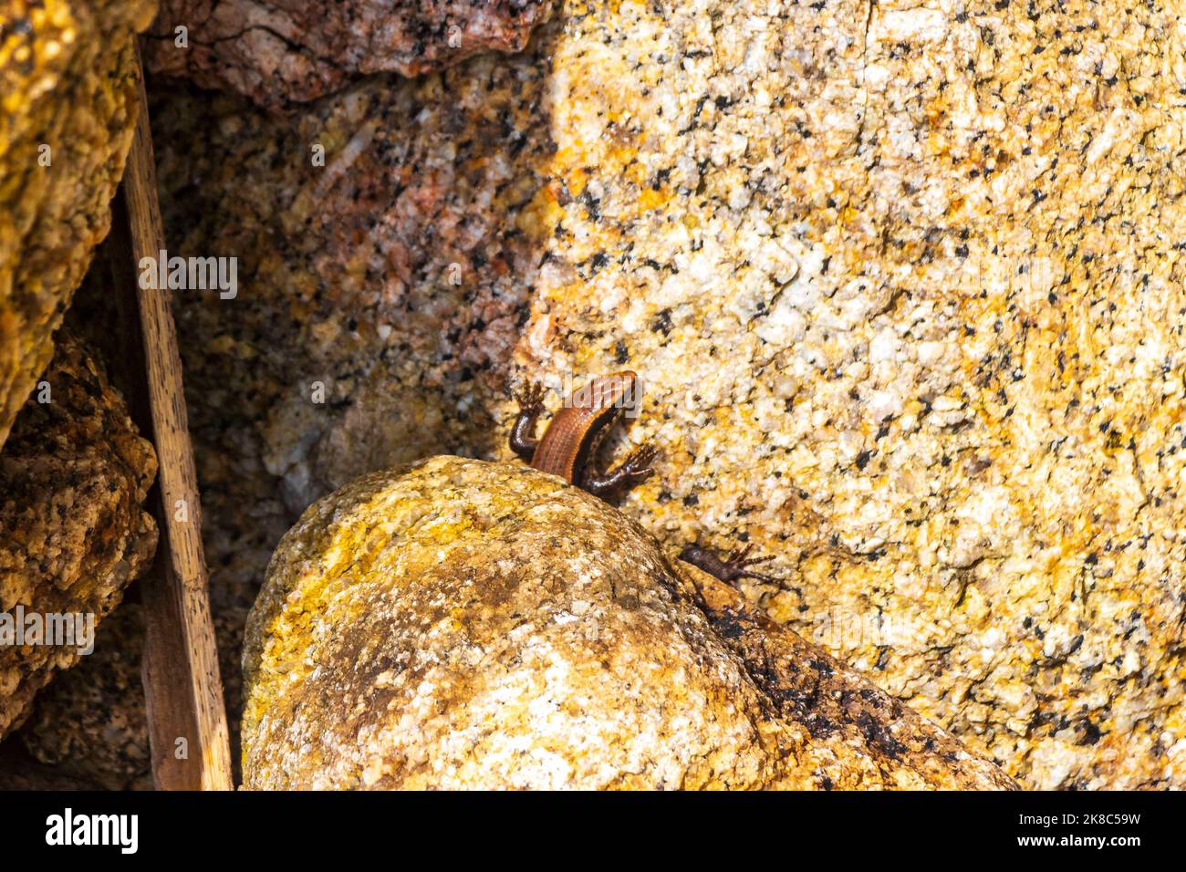 Lizards geckos iguanas reptiles in thai nature on stone rock and branch ...