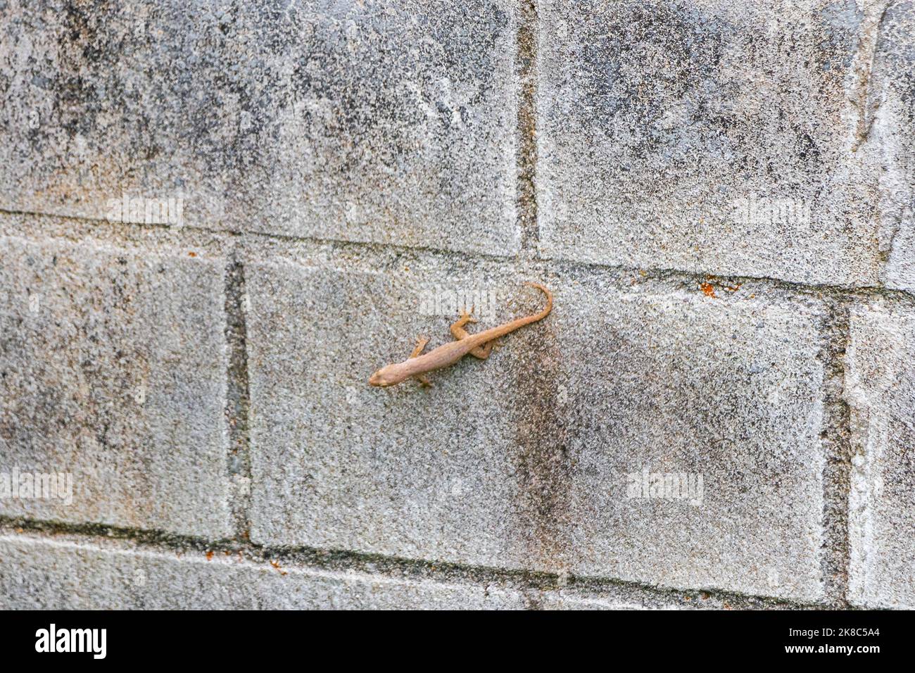 Lizards geckos iguanas reptiles in thai nature on stone rock and branch ...