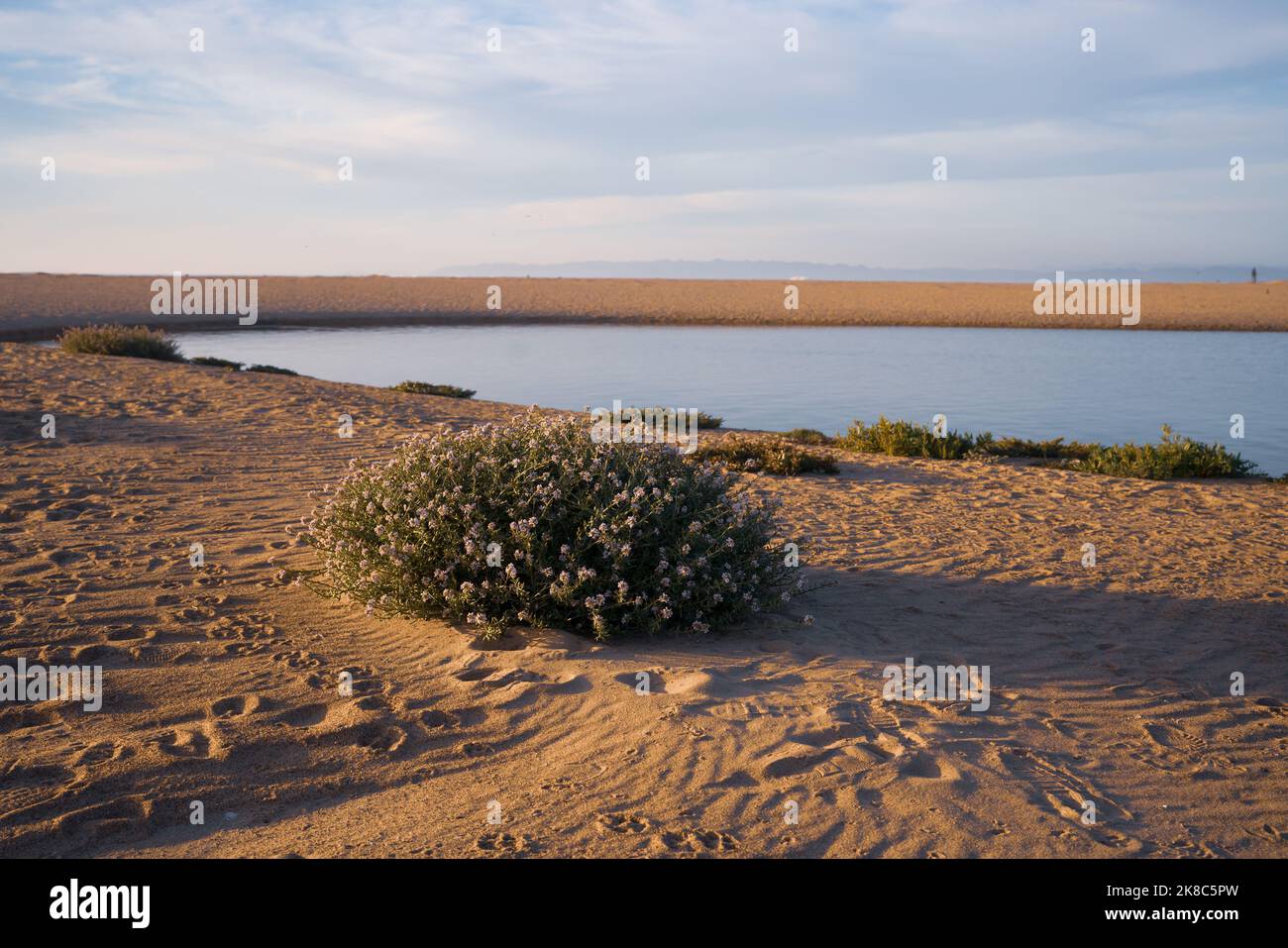 Sandy beach and native plants. Sea Rocket flowers in bloom, beautiful ...