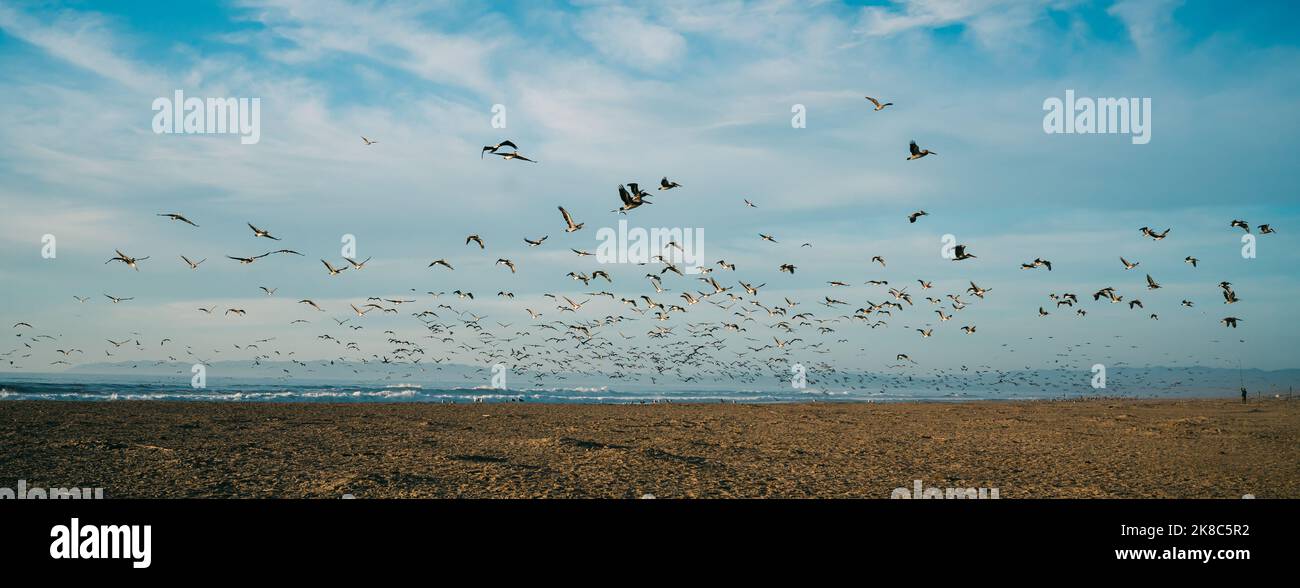 Flock of birds flying on the beach, beautiful cloudy sky background ...