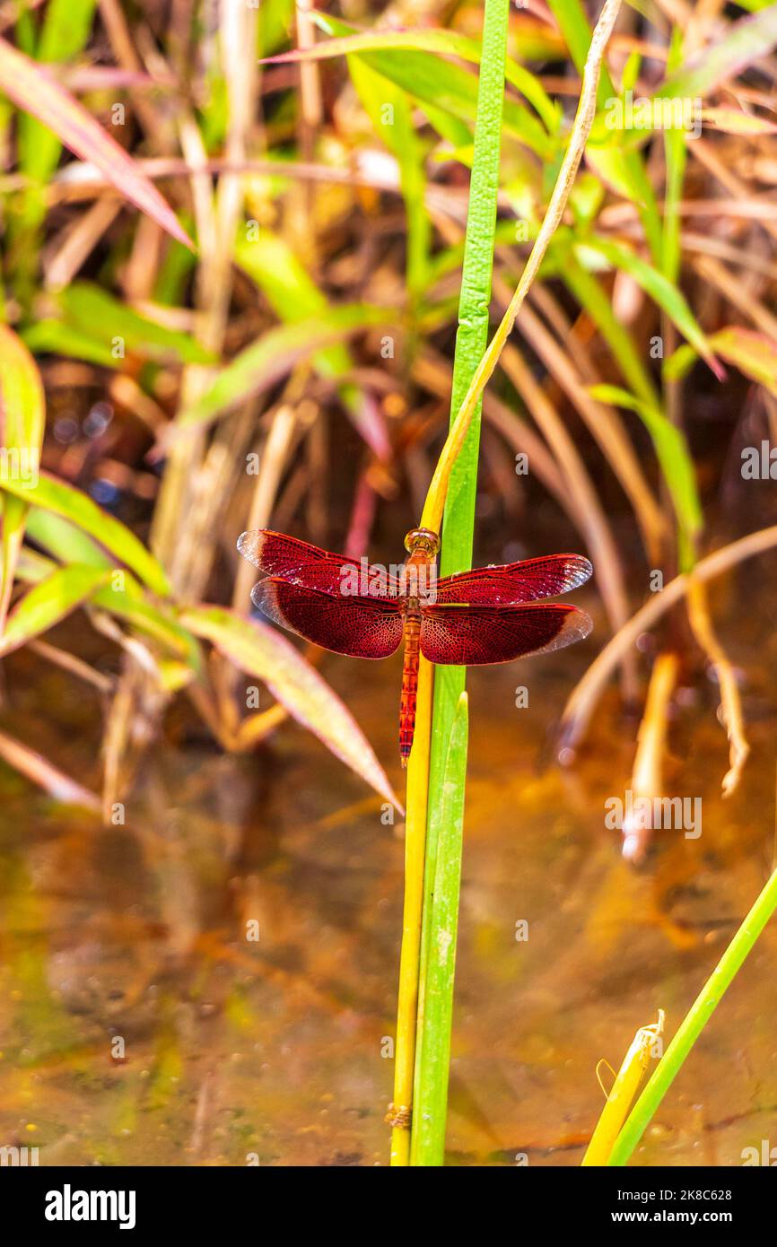 Beautiful bright red dragonfly in tropical nature in Sakhu Thalang on ...