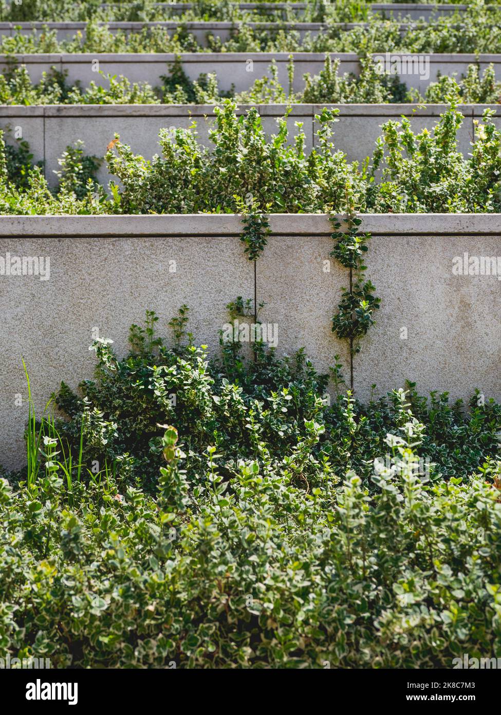 Landscaping in urban park - growing plants and flowers on concrete ...