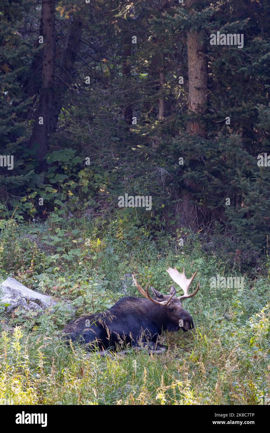 A bull moose resting in a meadow below a forest in Cascade Canyon ...