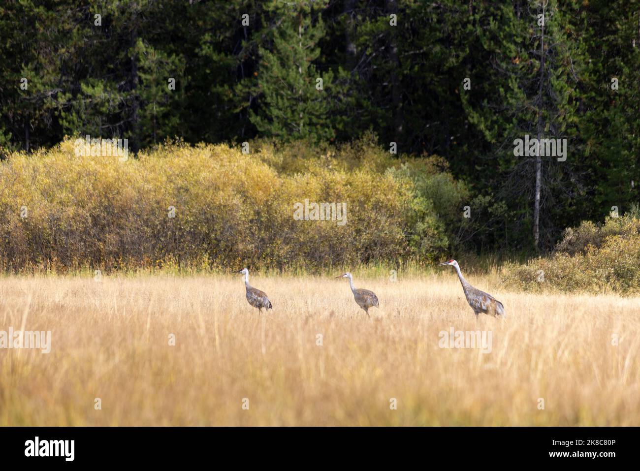 A mating pair of sandhill cranes with their young colt along the ...