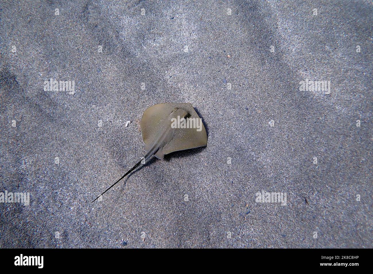 Underwater photography scene with beautiful stingray Stock Photo - Alamy