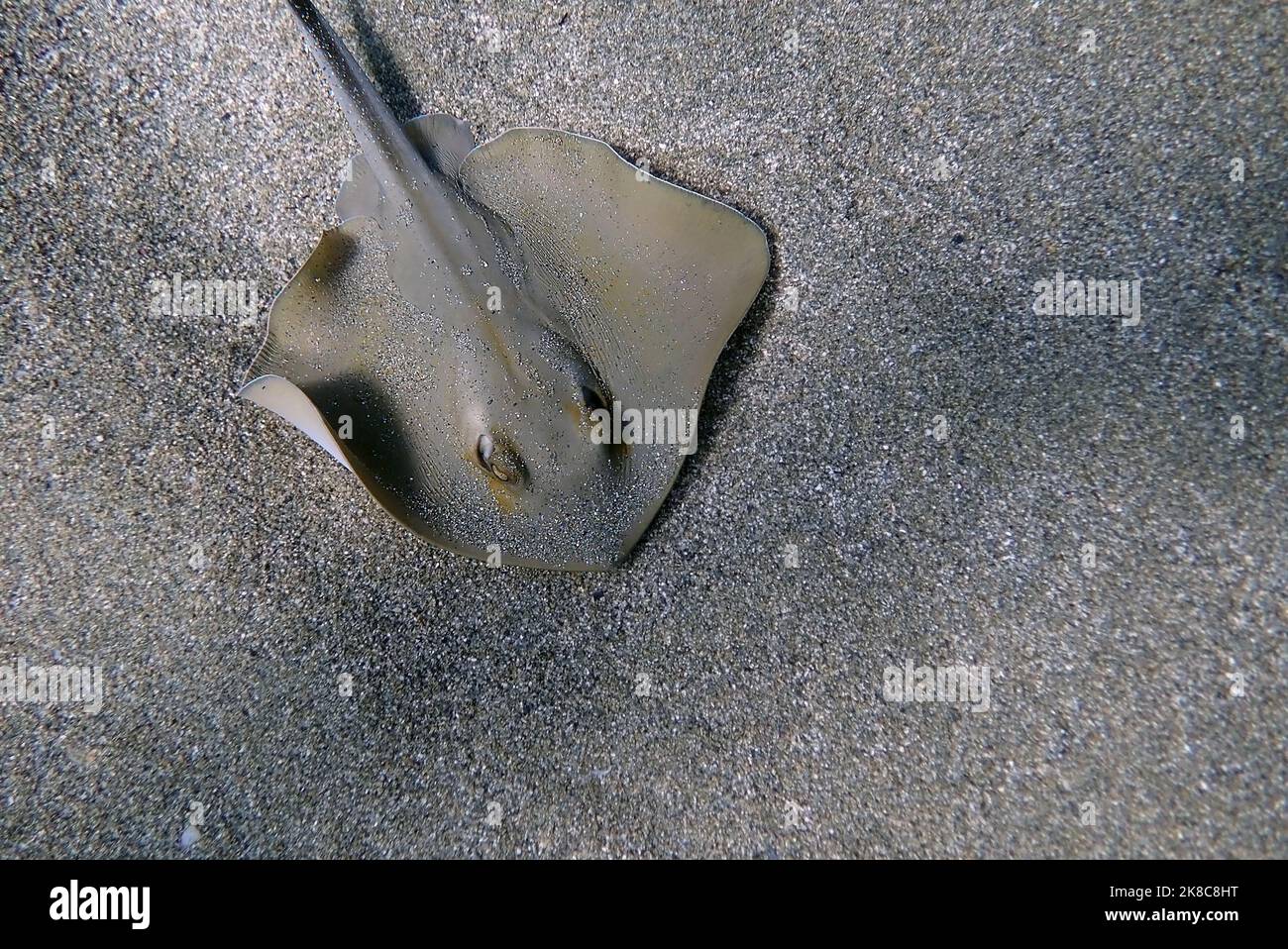 Underwater photography scene with beautiful stingray Stock Photo - Alamy