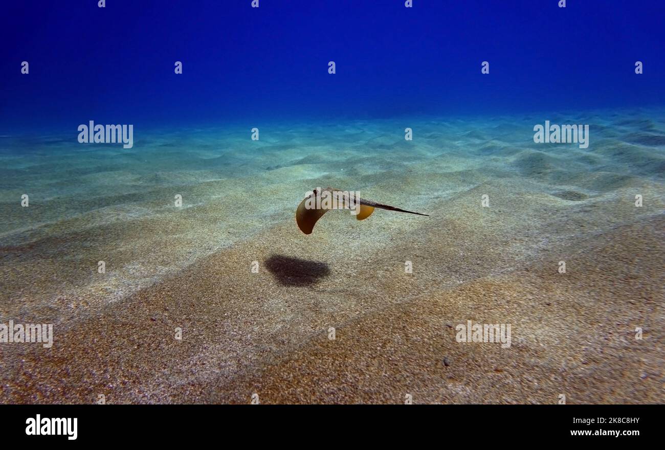 Underwater photography scene with beautiful stingray Stock Photo - Alamy