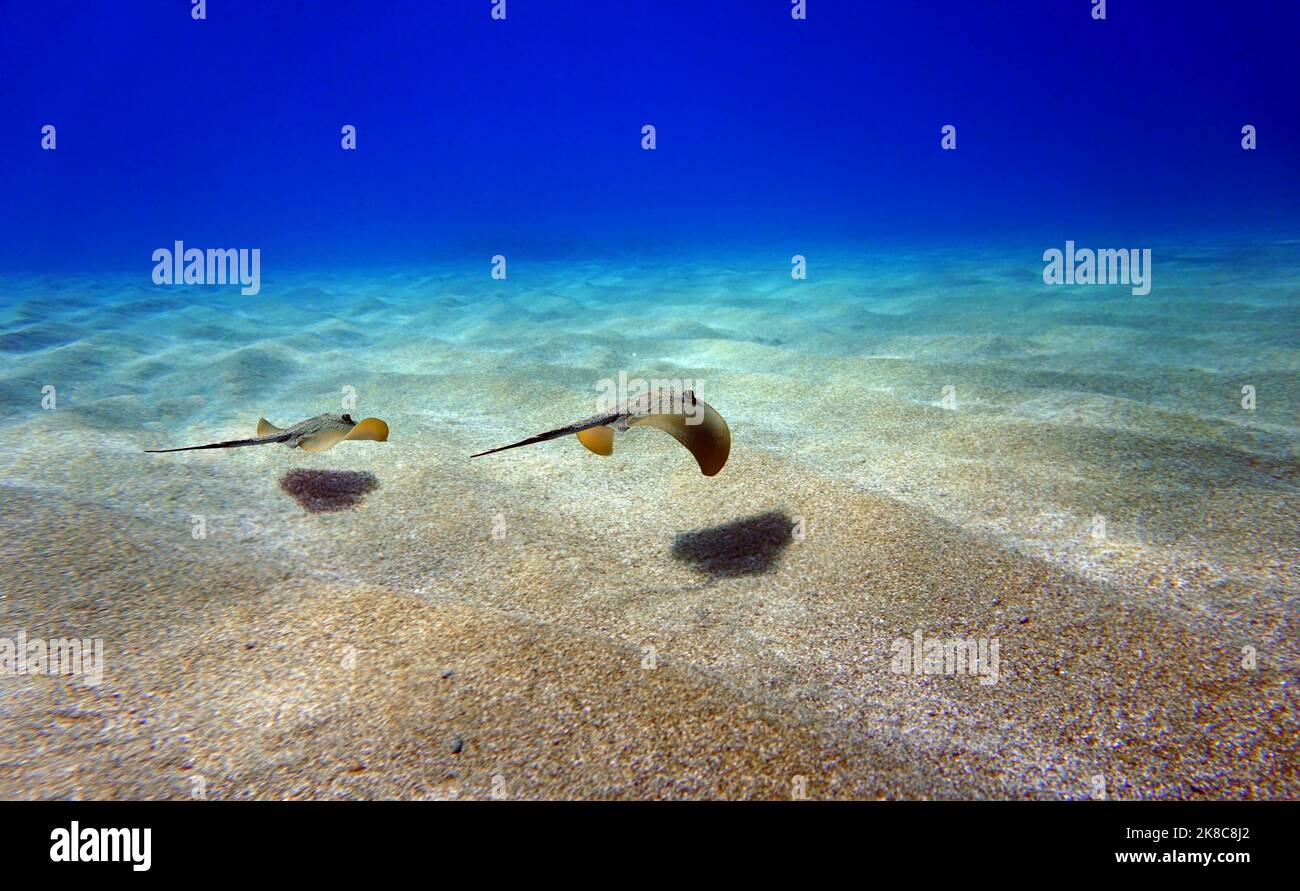Underwater photography scene with beautiful stingray Stock Photo - Alamy