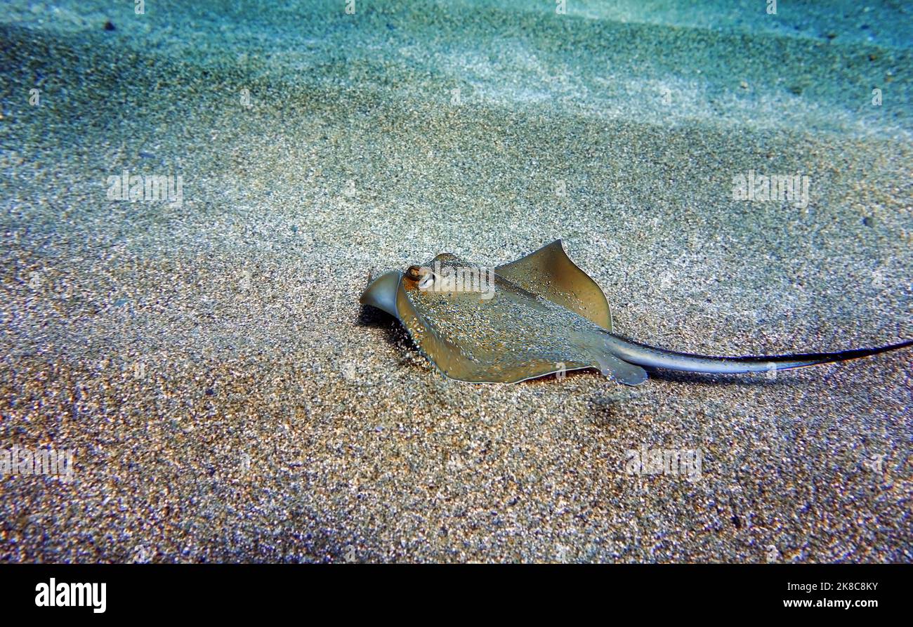 Underwater photography scene with beautiful stingray Stock Photo - Alamy
