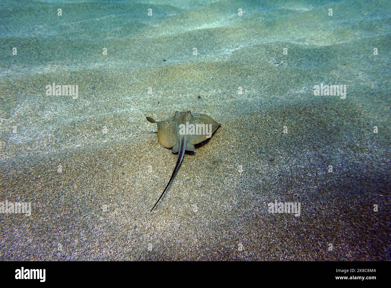 Underwater photography scene with beautiful stingray Stock Photo - Alamy