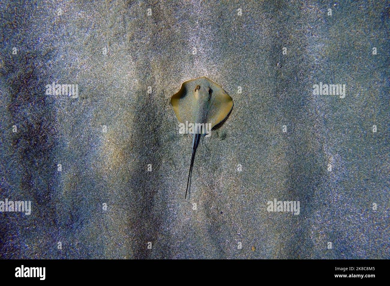 Underwater photography scene with beautiful stingray Stock Photo - Alamy