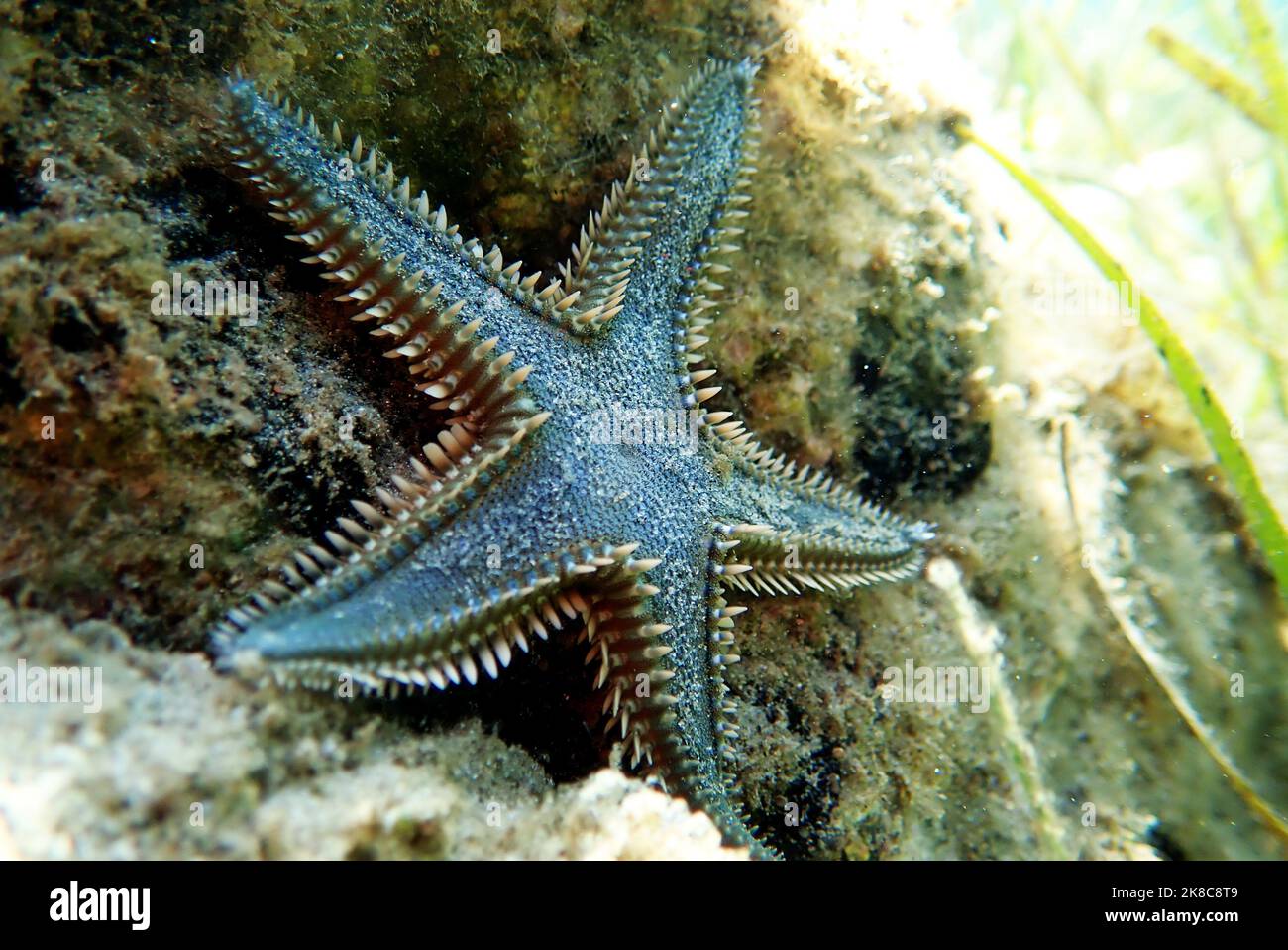 Underwater image of Mediterranean sand sea-star digging into the sand ...