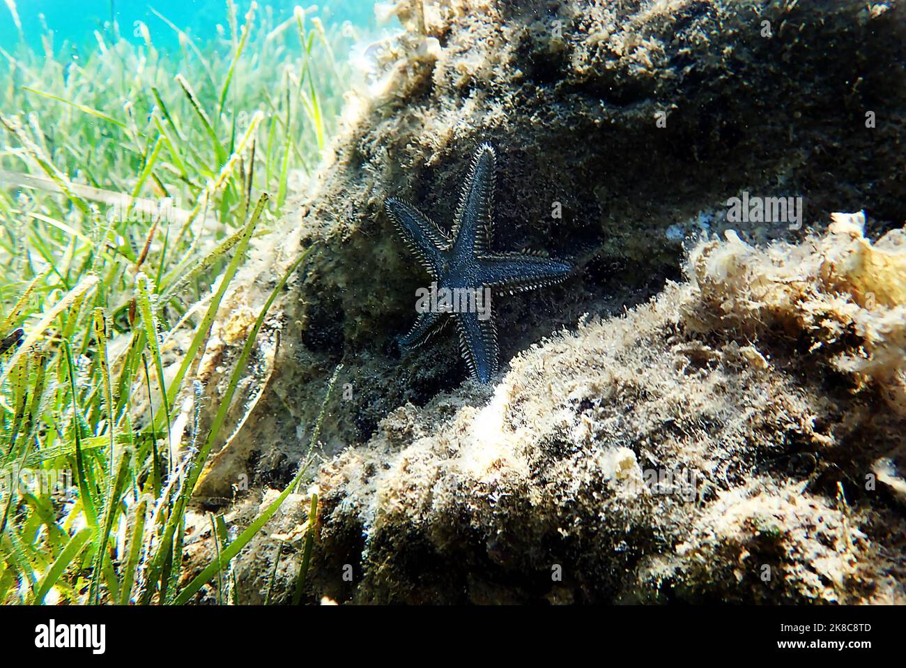 Underwater image of Mediterranean sand sea-star digging into the sand ...