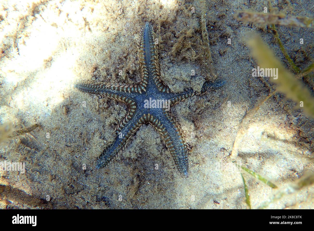 Underwater image of Mediterranean sand sea-star digging into the sand ...