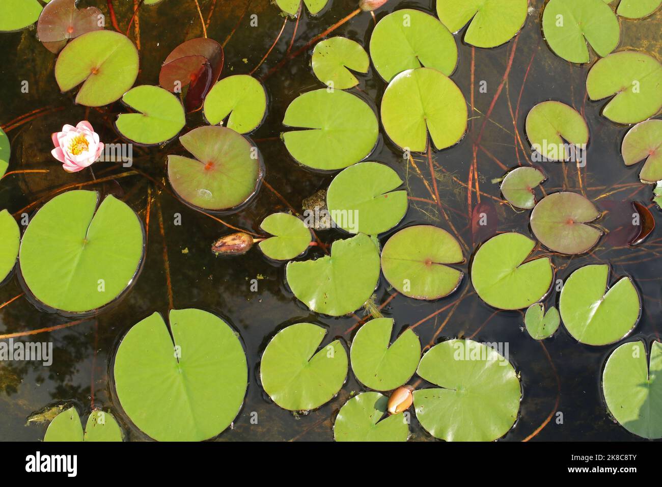 Lotus leaves pond hi-res stock photography and images - Alamy