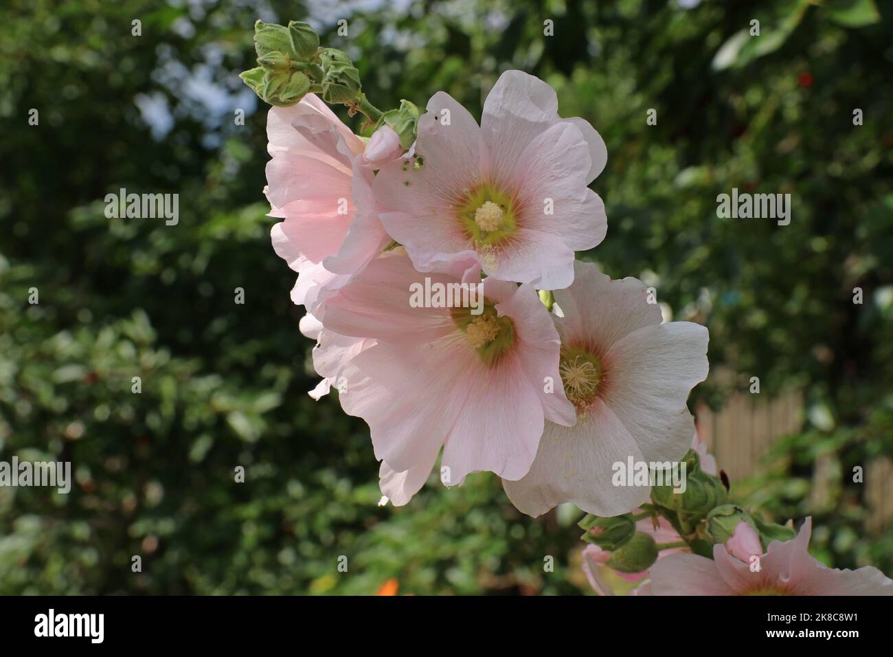 Large pink inflorescences of a mallow flowers are on a blurred ...