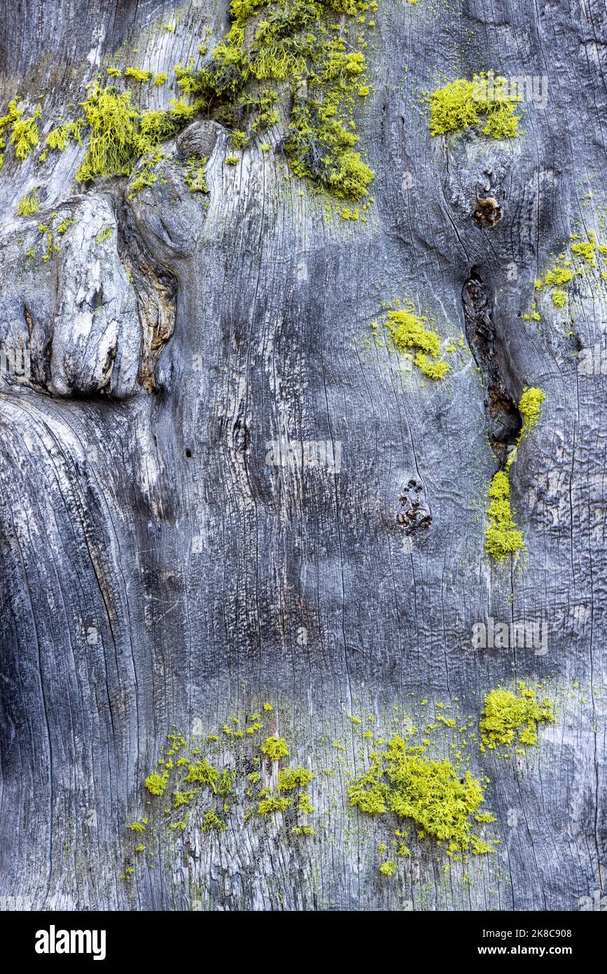 South fork of cascade canyon trail hi-res stock photography and images ...