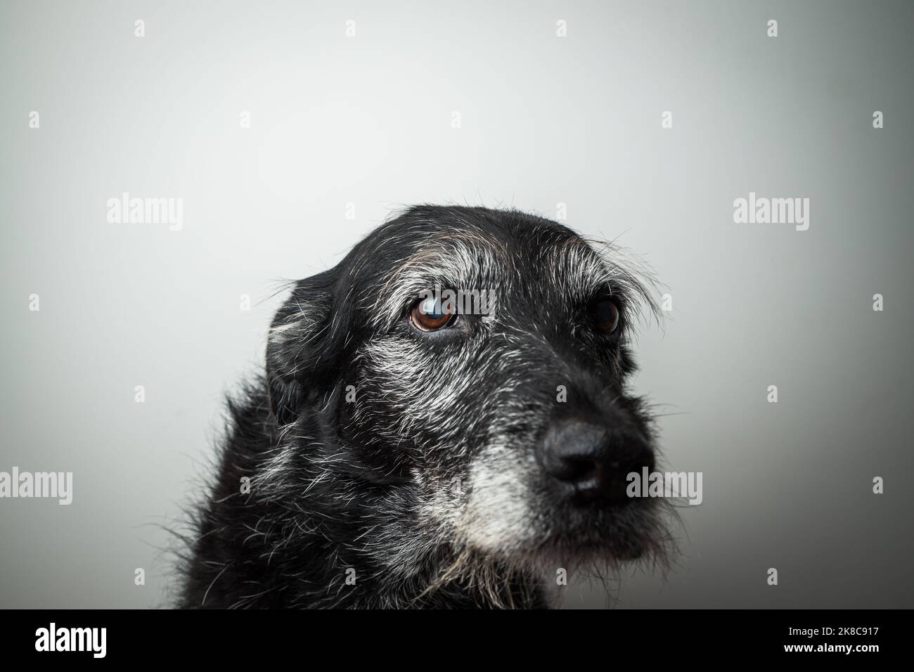 Black dog portrait - fading memory of an awesome friend Stock Photo - Alamy