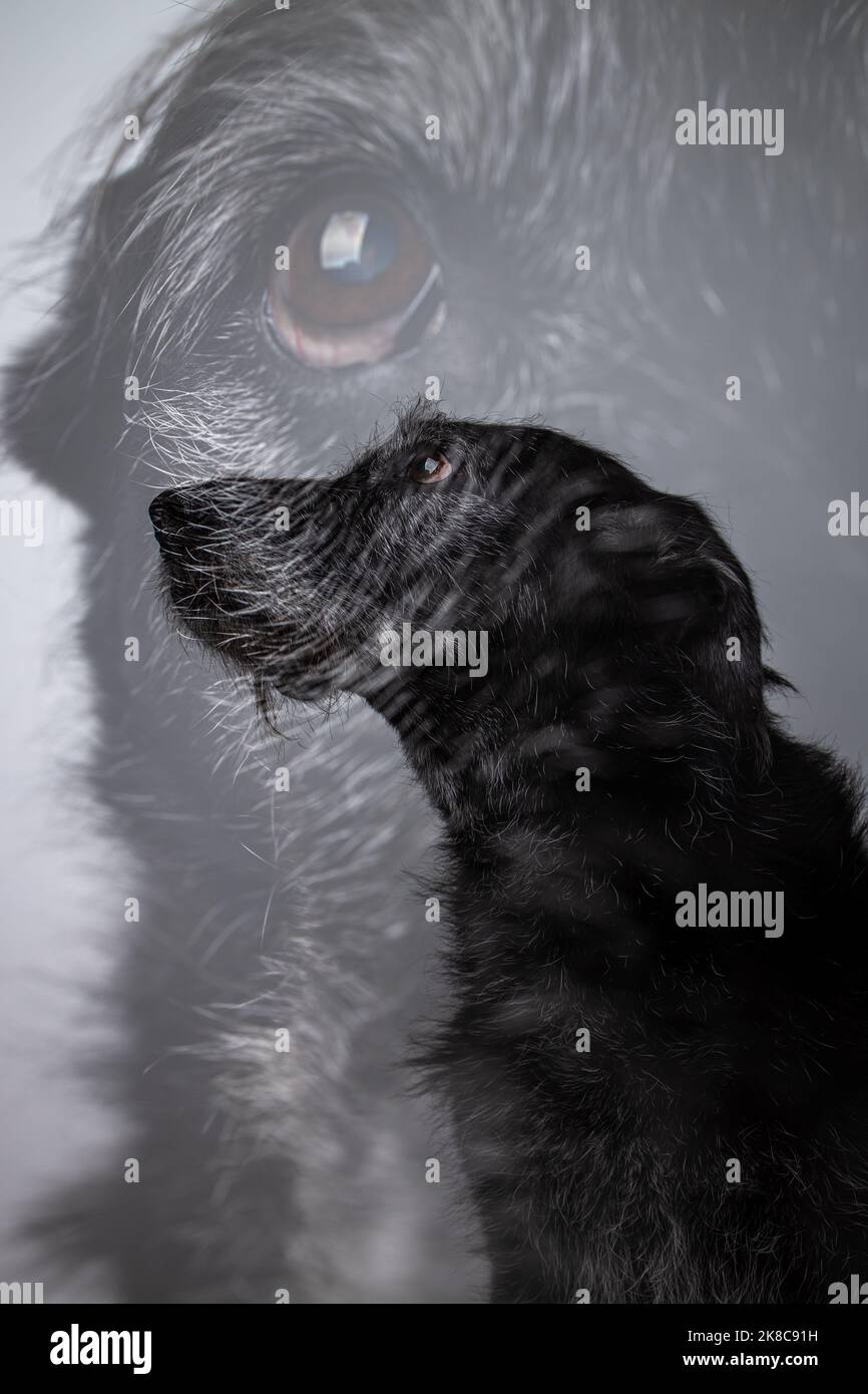 Black dog portrait - fading memory of an awesome friend Stock Photo - Alamy