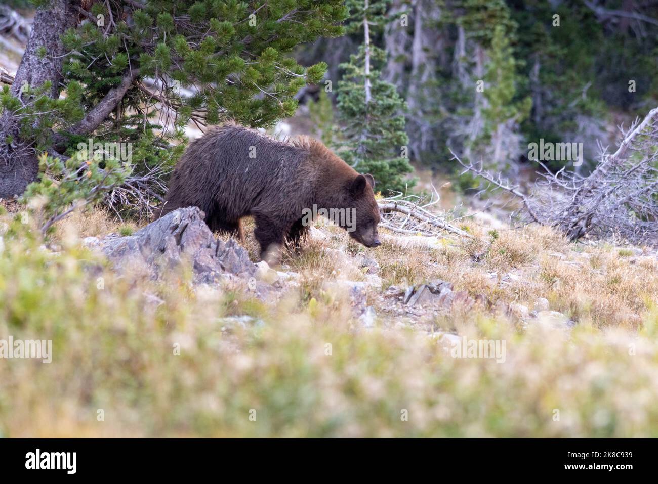 A black bear foraging along a meadow's edge in the top of the South ...