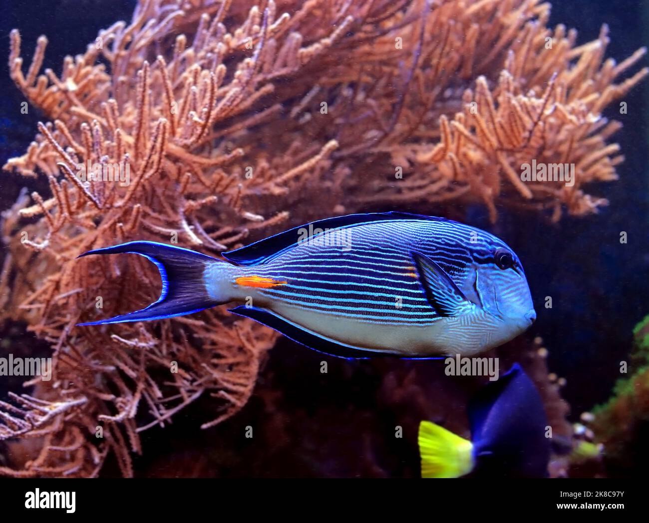 Striped fish swims in blue hi-res stock photography and images - Alamy