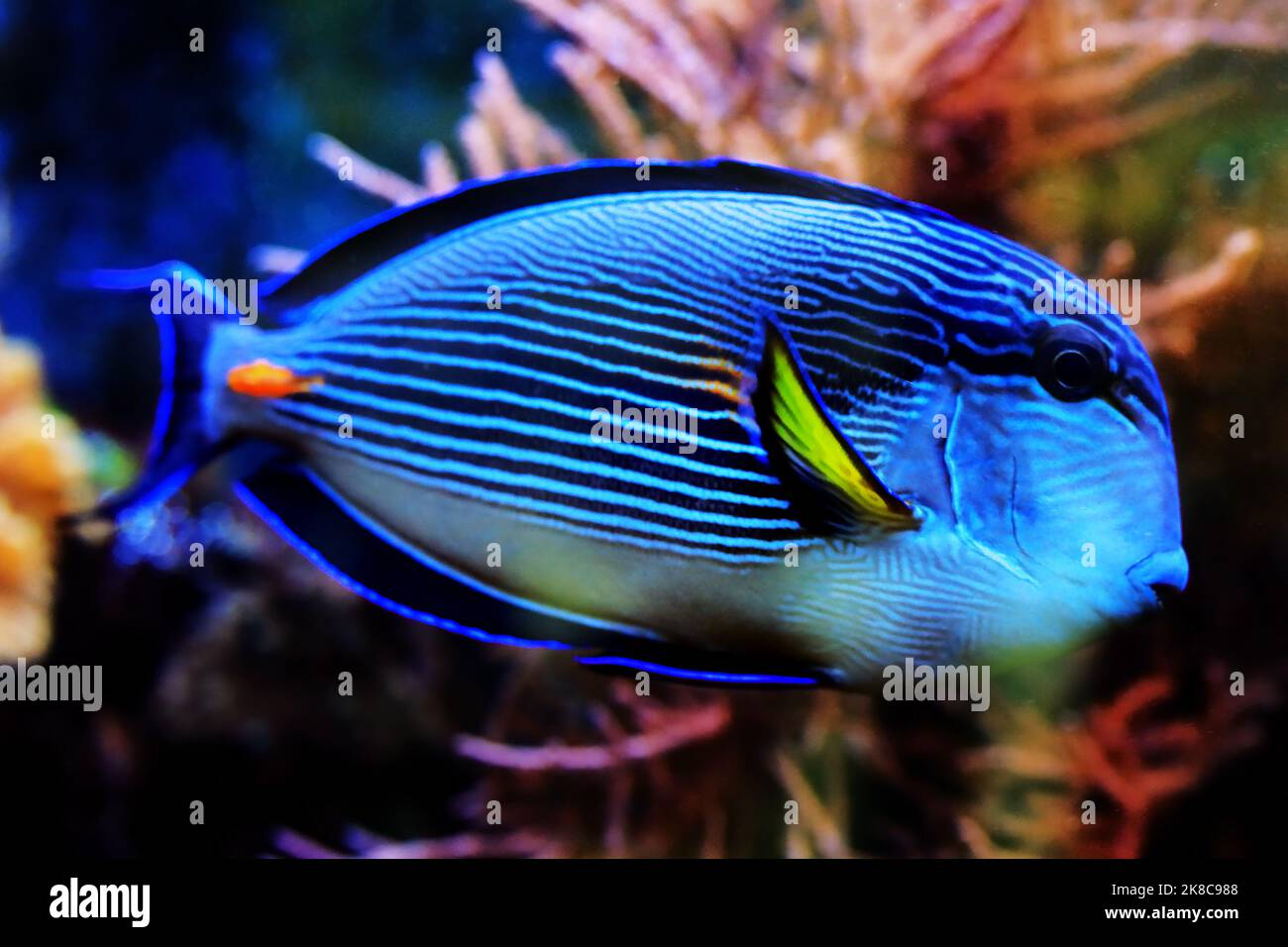 Acanthurus sohal tang fish swims in coral reef aquarium Stock Photo - Alamy