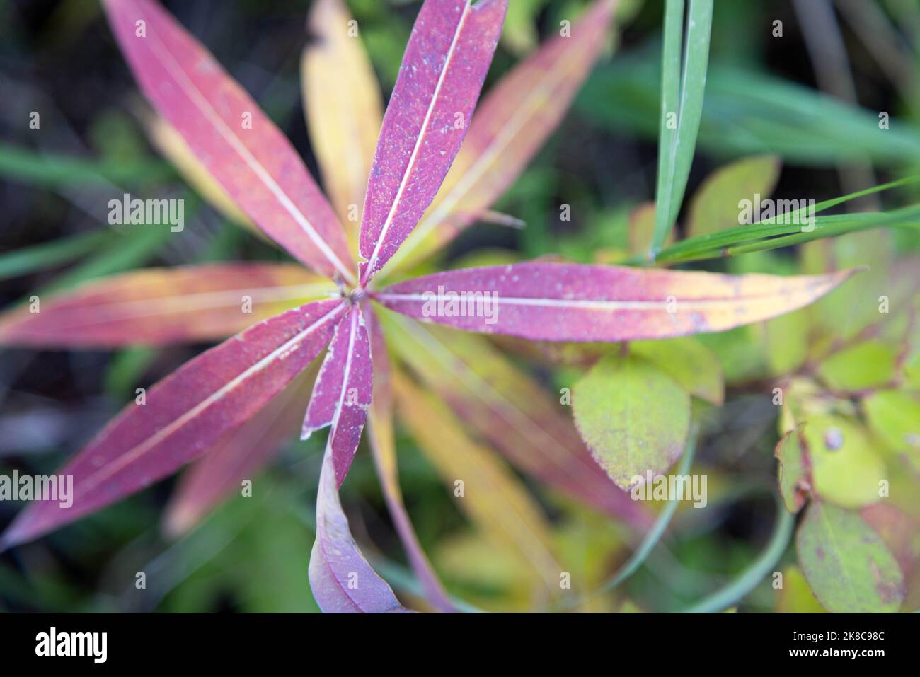 Fireweed leaves changing for the fall season in the South Fork of ...