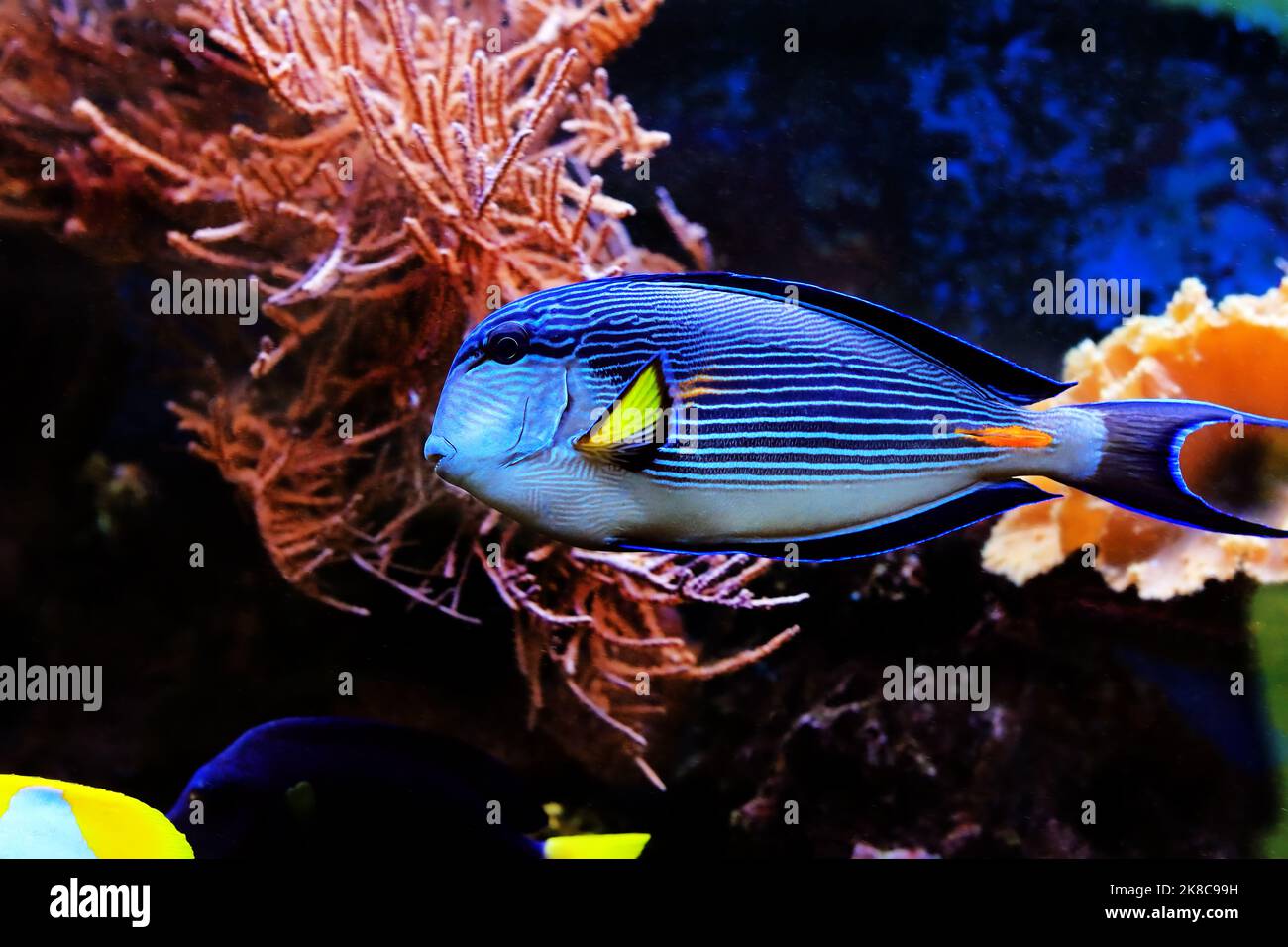 Striped fish swims in blue hi-res stock photography and images - Alamy