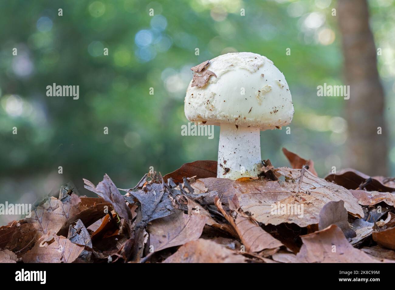 Fungi in the New Forest, Hampshire, UK Stock Photo - Alamy