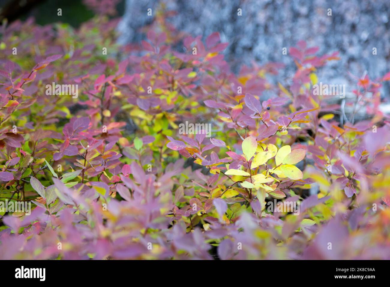 Huckleberry leaves along the Teton Crest Trail in the South Fork of the ...