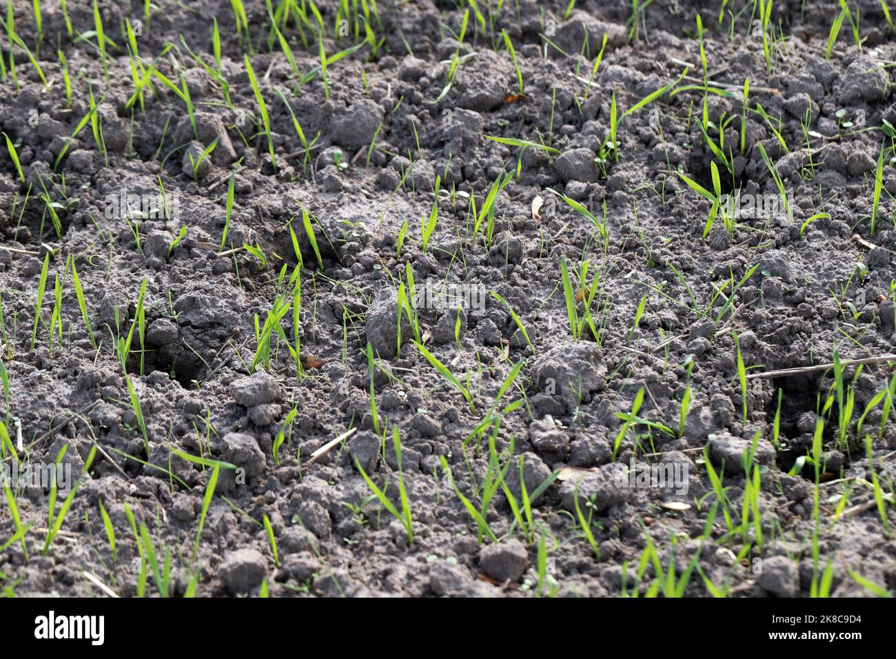 Emergence of winter cereals with weeds, Silky bent Apera spica venti ...