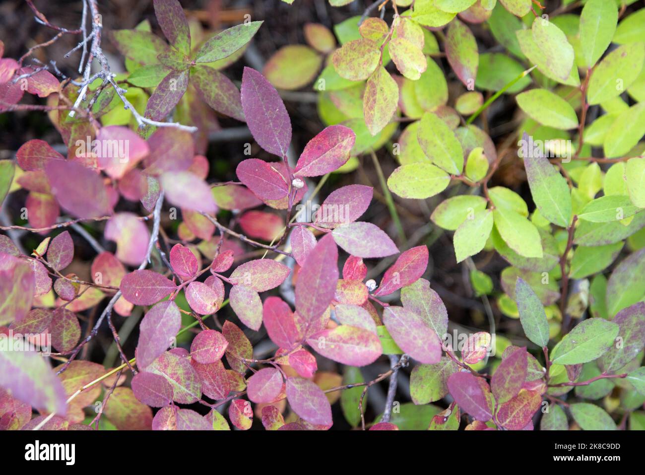 Changing leaves on huckleberry plants along the Teton Crest Trail in ...