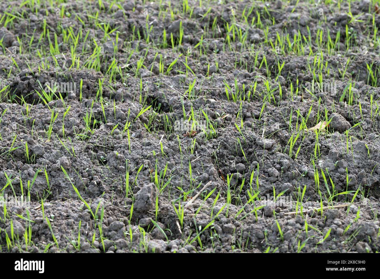 Emergence of winter cereals with weeds, Silky bent Apera spica venti ...
