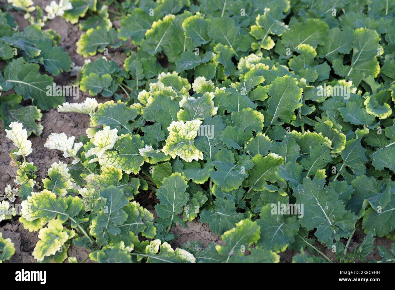 Phytotoxic effect on rape after application of clomazone, herbicide ...